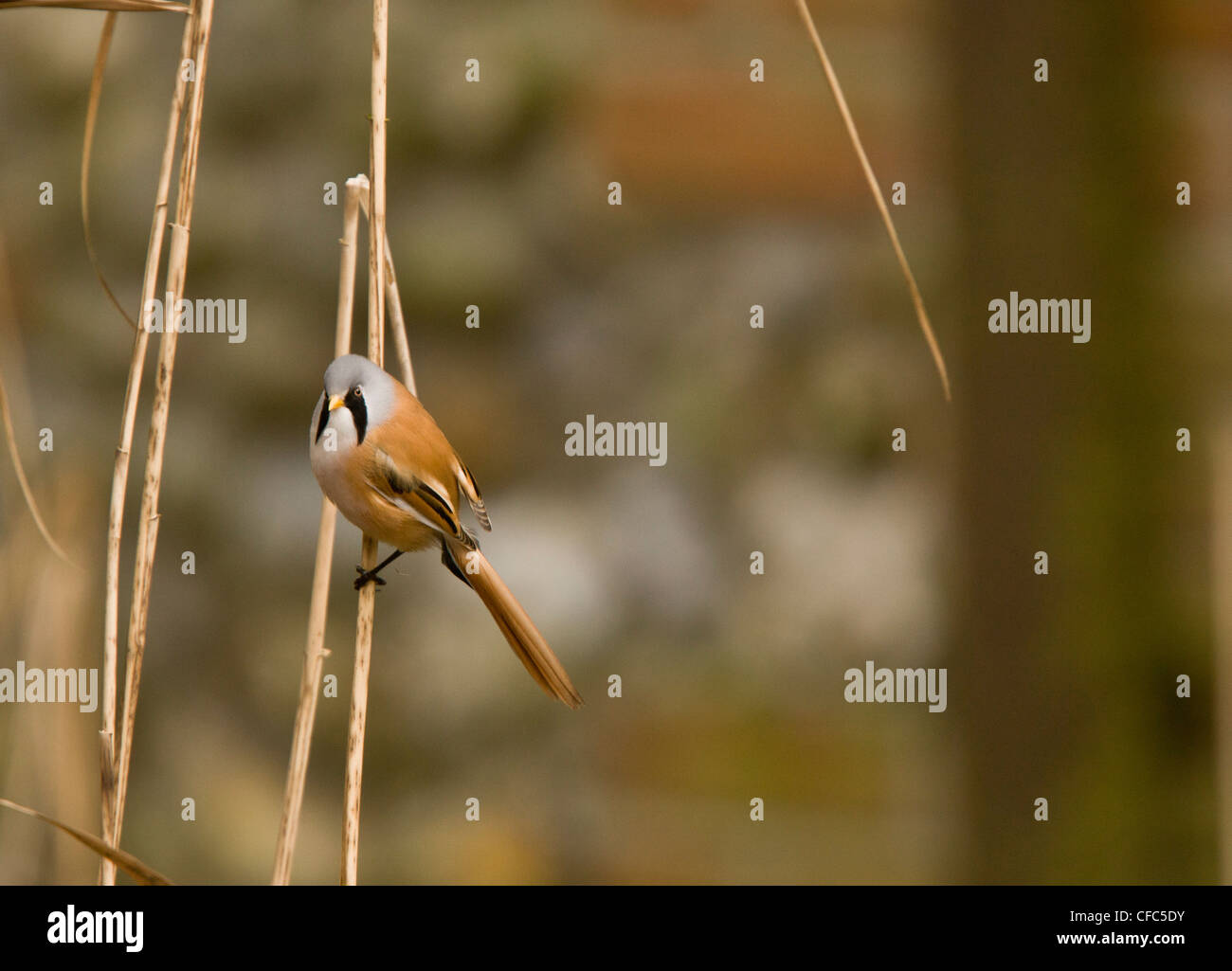 Bearded Reedling, Panurus biarmicus in Norfolk reed-bed Stock Photo - Alamy