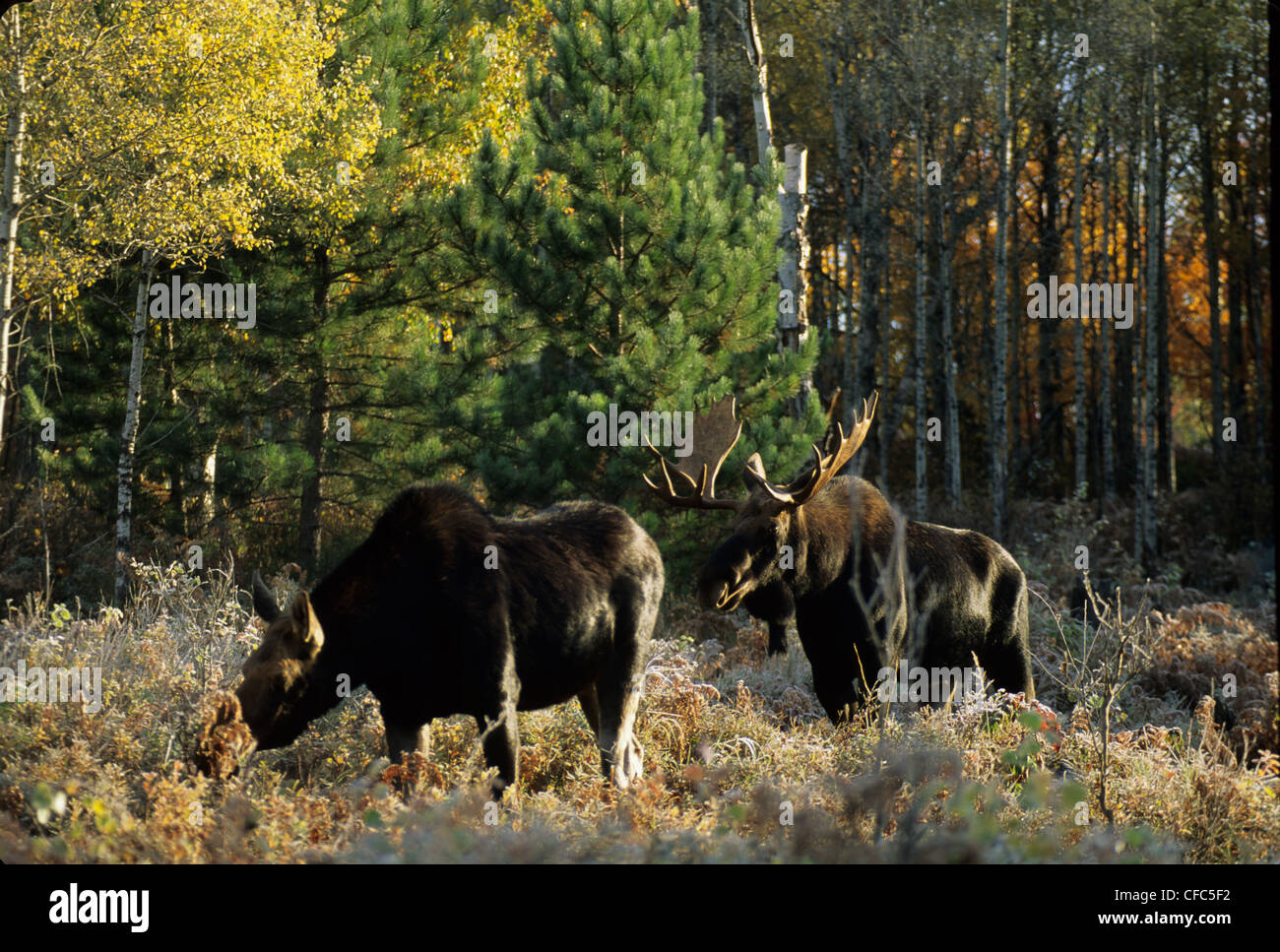 Bull and Cow moose during the Rut ting Season in Algonquin park ...
