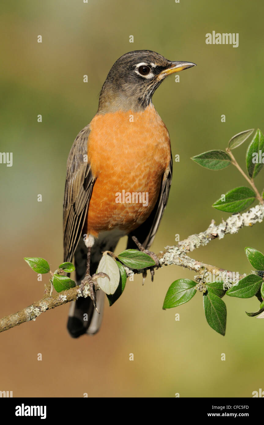 Canada robin hi-res stock photography and images - Alamy