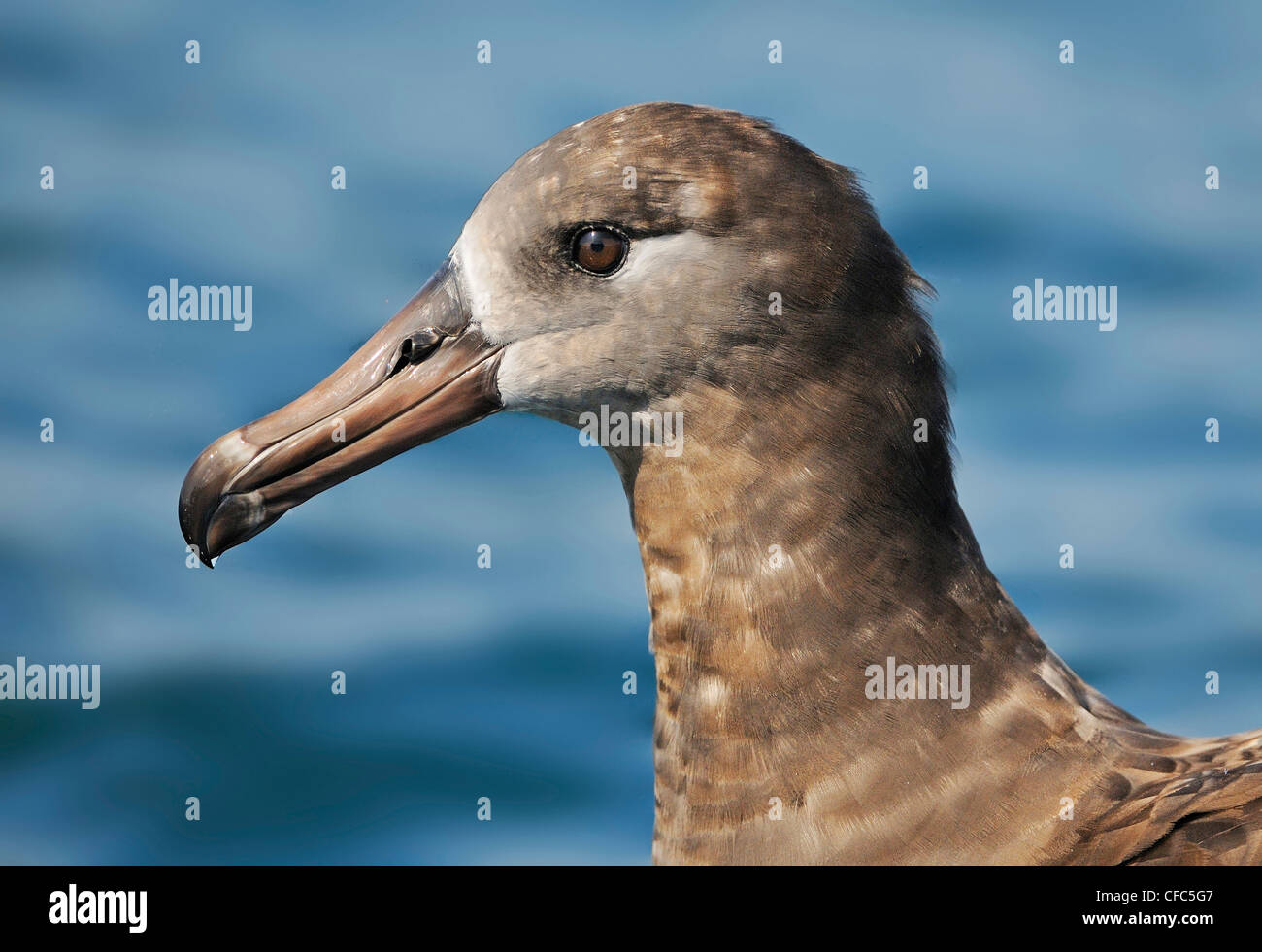 Black-footed Albatross on pelagic trip off Westport WA Stock Photo - Alamy