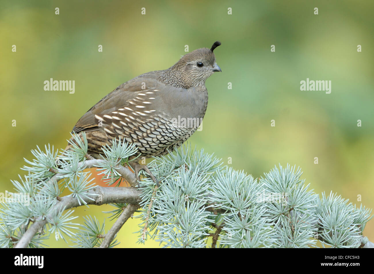 California Quail on perch Victoria BC, Canada Stock Photo - Alamy