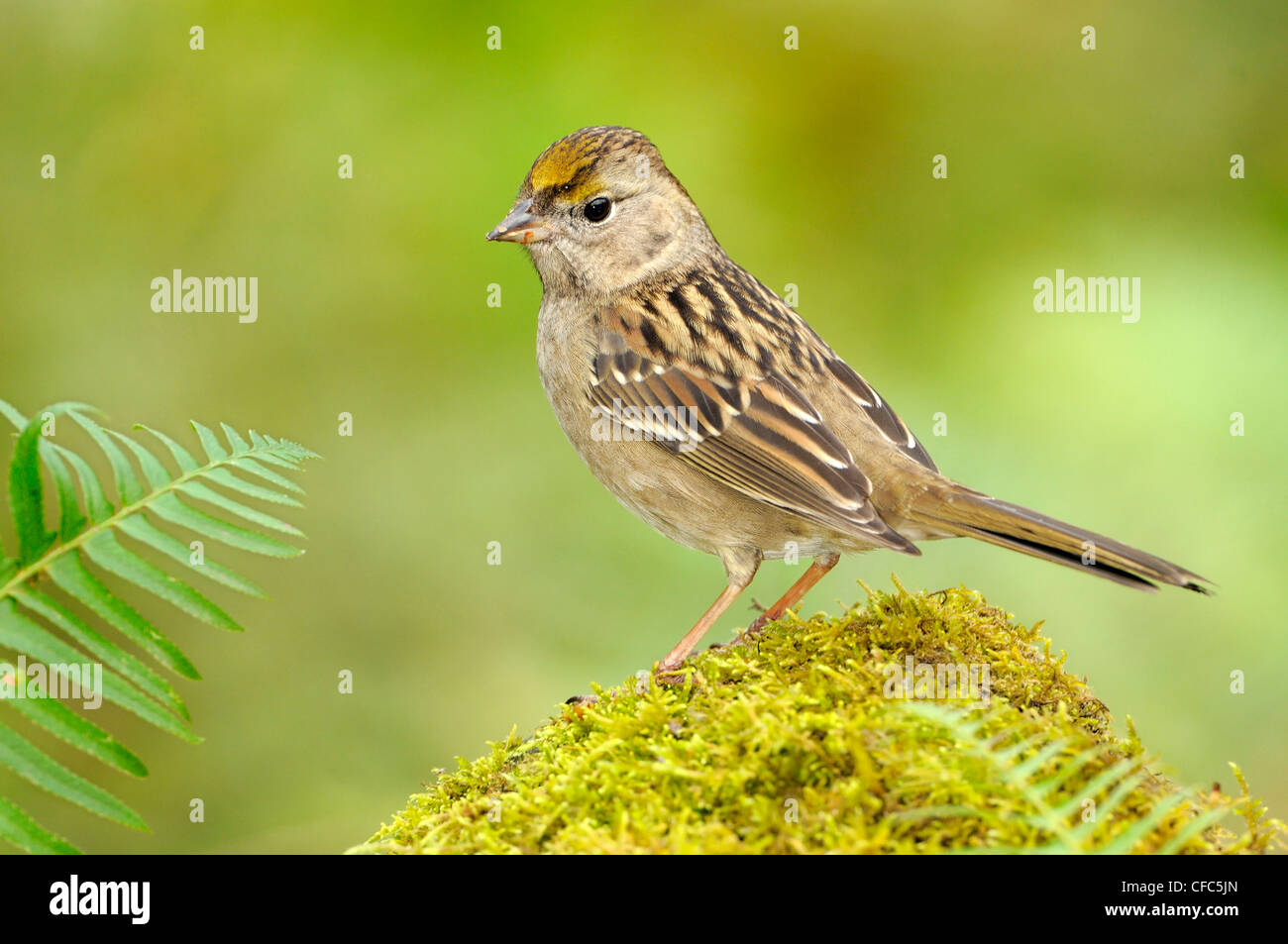 Golden-crowned Sparrow on mossy rock Victoria BC, Canada Stock Photo ...