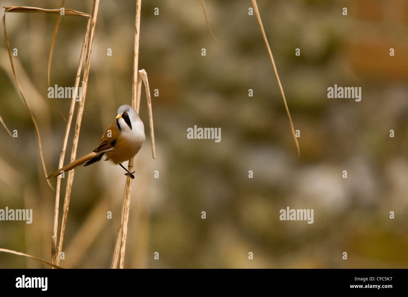 Bearded Reedling, Panurus biarmicus in Norfolk reed-bed Stock Photo - Alamy