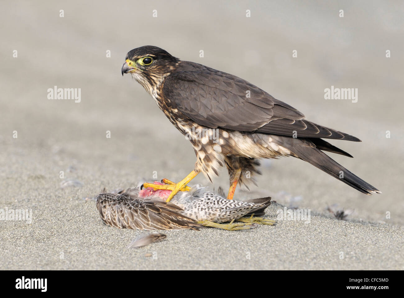 Merlin falcon hi-res stock photography and images - Alamy