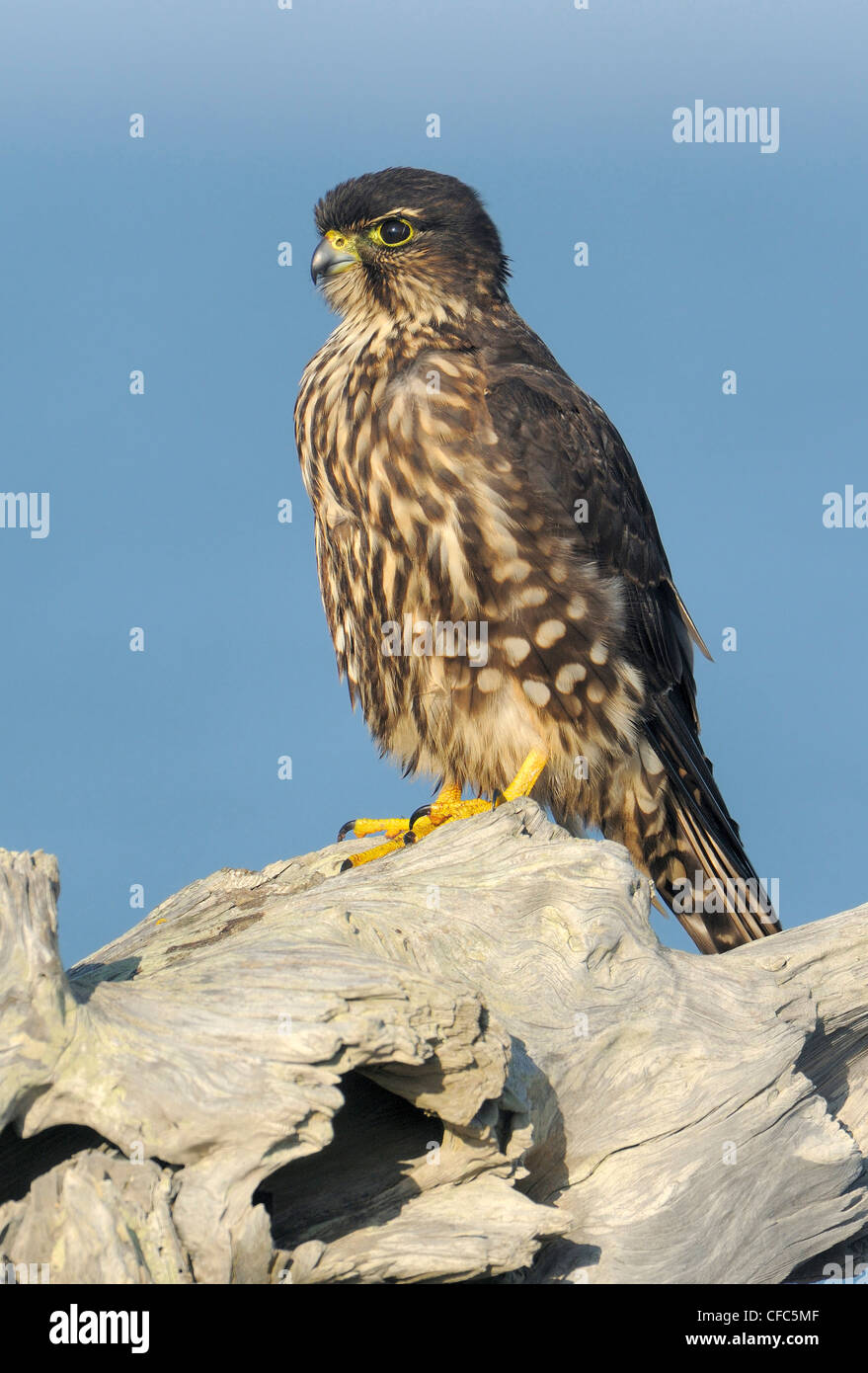 Merlin falcon hi-res stock photography and images - Alamy