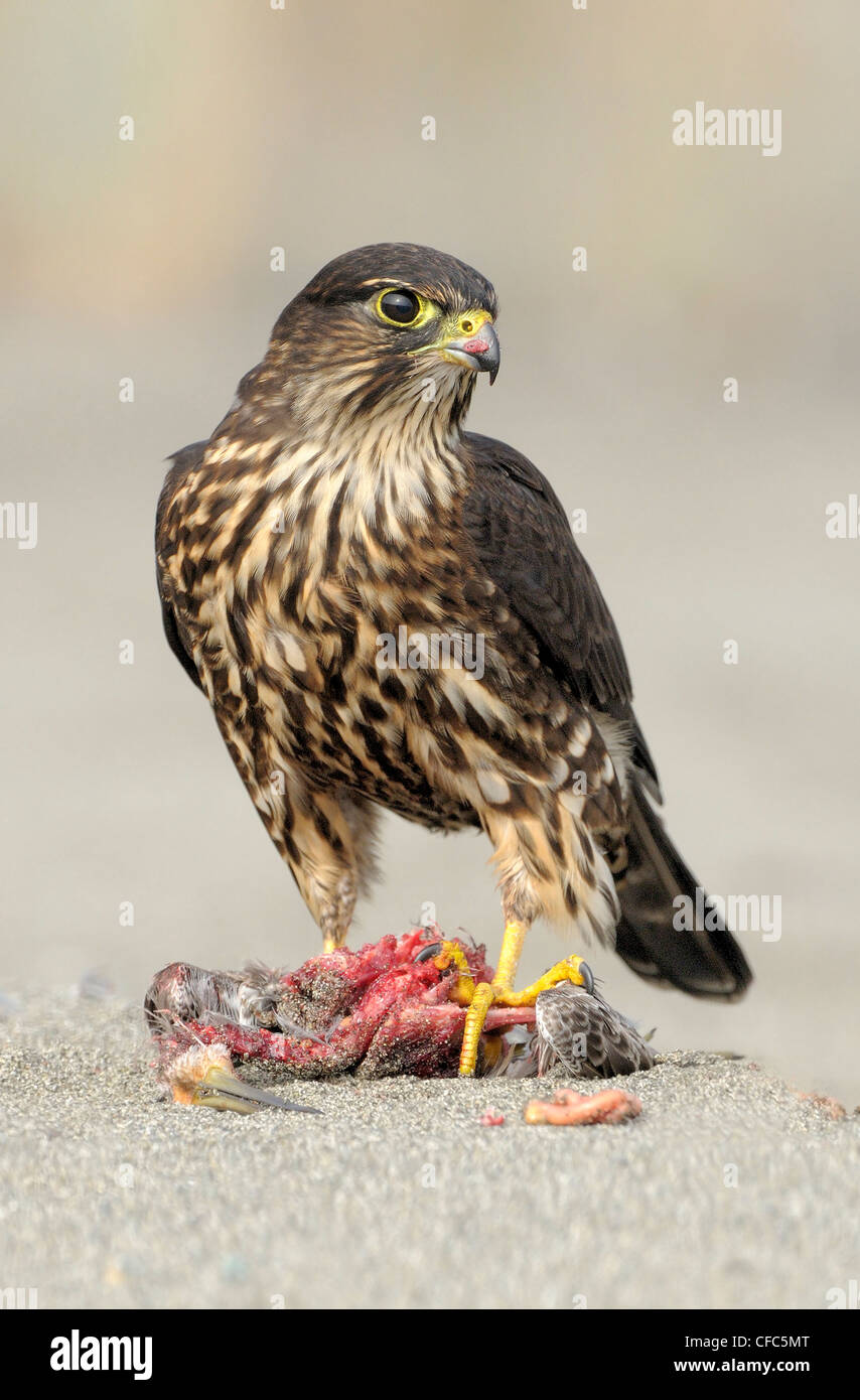 Merlin falcon hi-res stock photography and images - Alamy