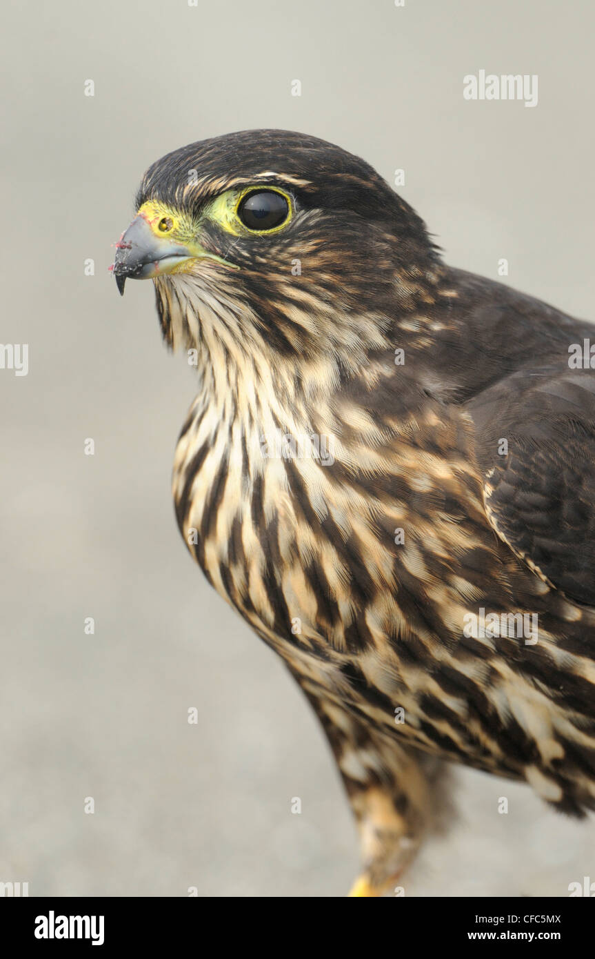 Merlin falcon hi-res stock photography and images - Alamy