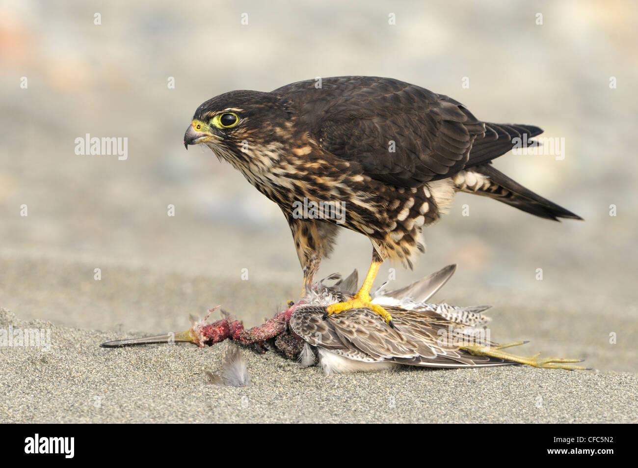Merlin falcon at Dungenous Spit WA Stock Photo - Alamy
