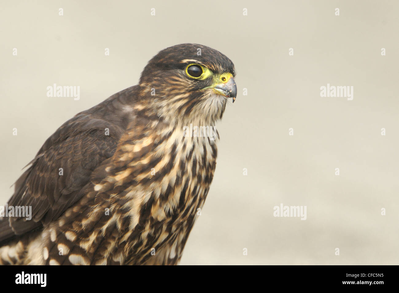Merlin falcon at Dungenous Spit WA Stock Photo - Alamy