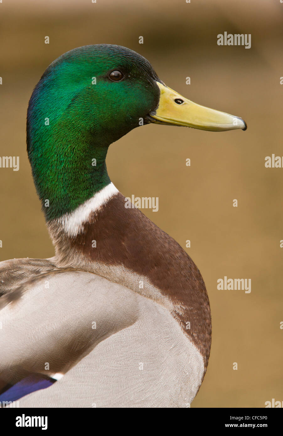 Mallard head hi-res stock photography and images - Alamy