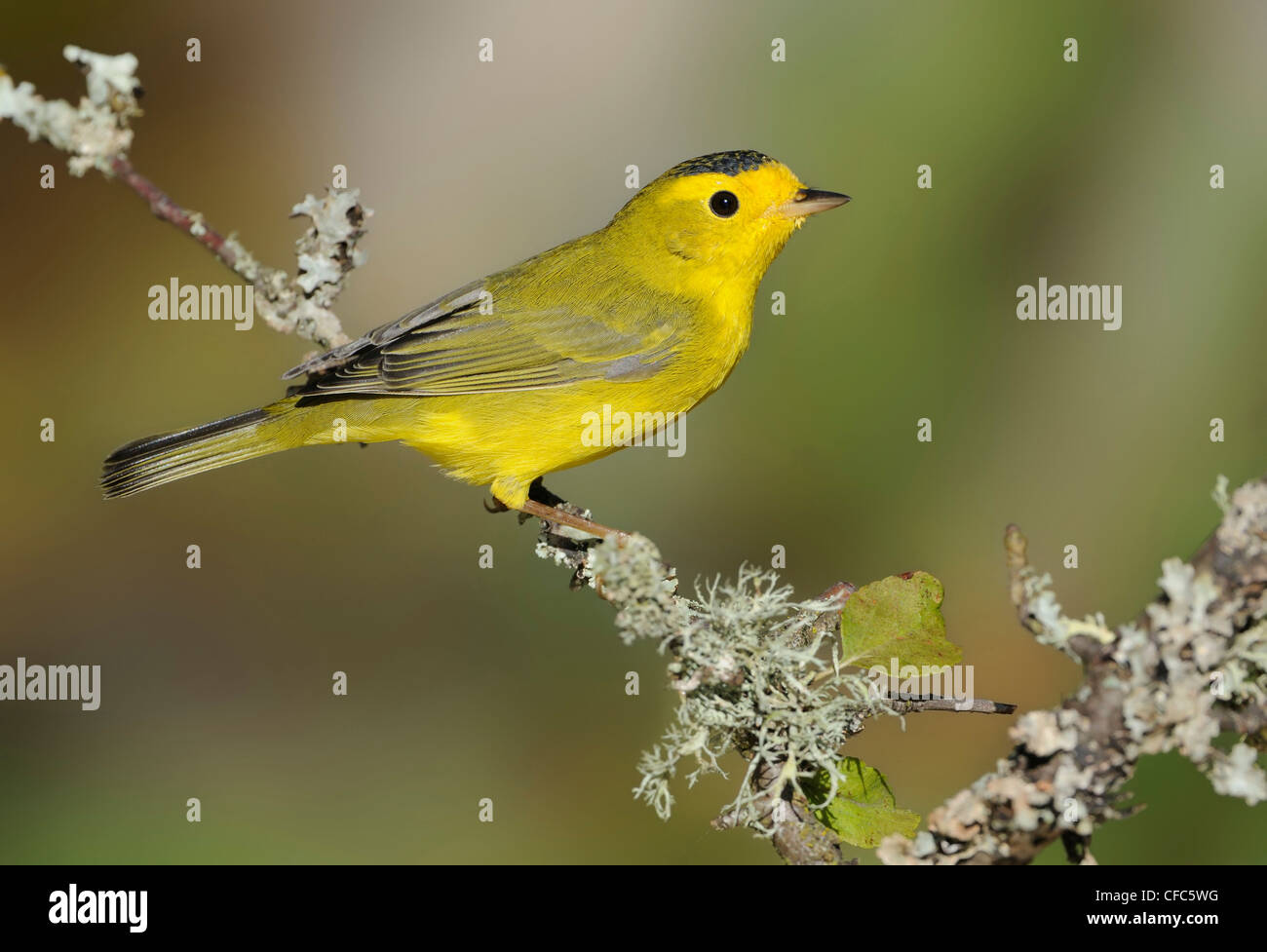 Yellow warbler in flight hi-res stock photography and images - Alamy