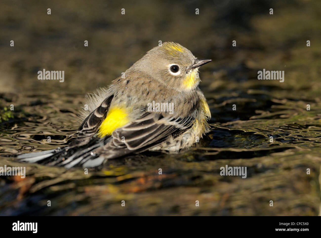 Yellow warbler in flight hi-res stock photography and images - Alamy