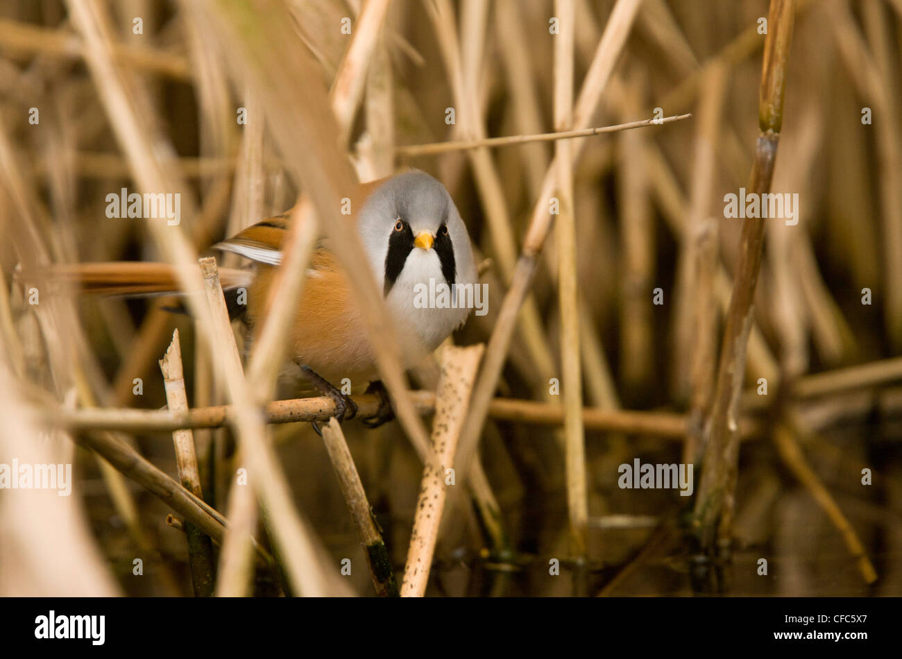 Bearded Reedling, Panurus biarmicus in Norfolk reed-bed Stock Photo - Alamy