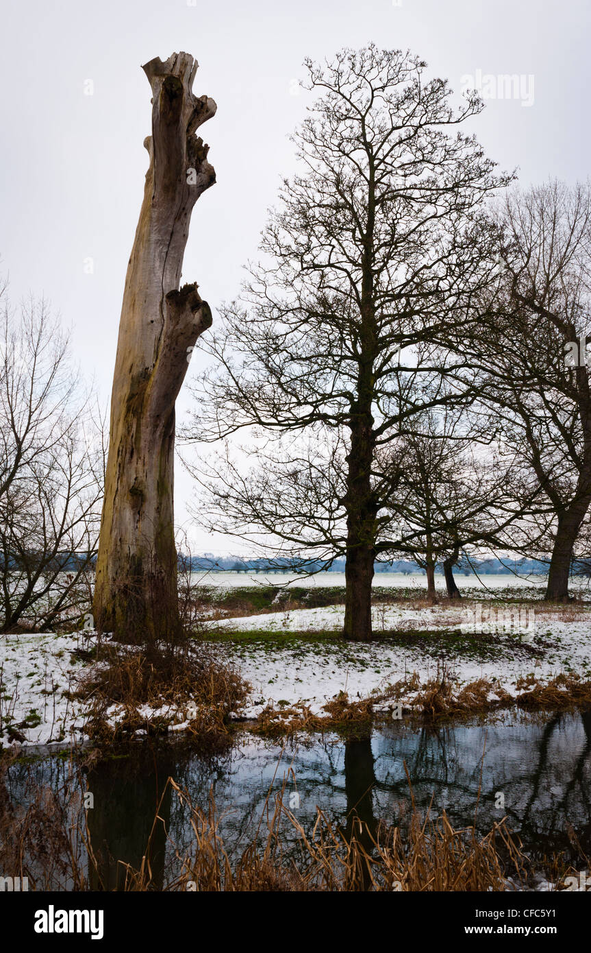 Tree snag snow winter river great ouse hi-res stock photography and ...