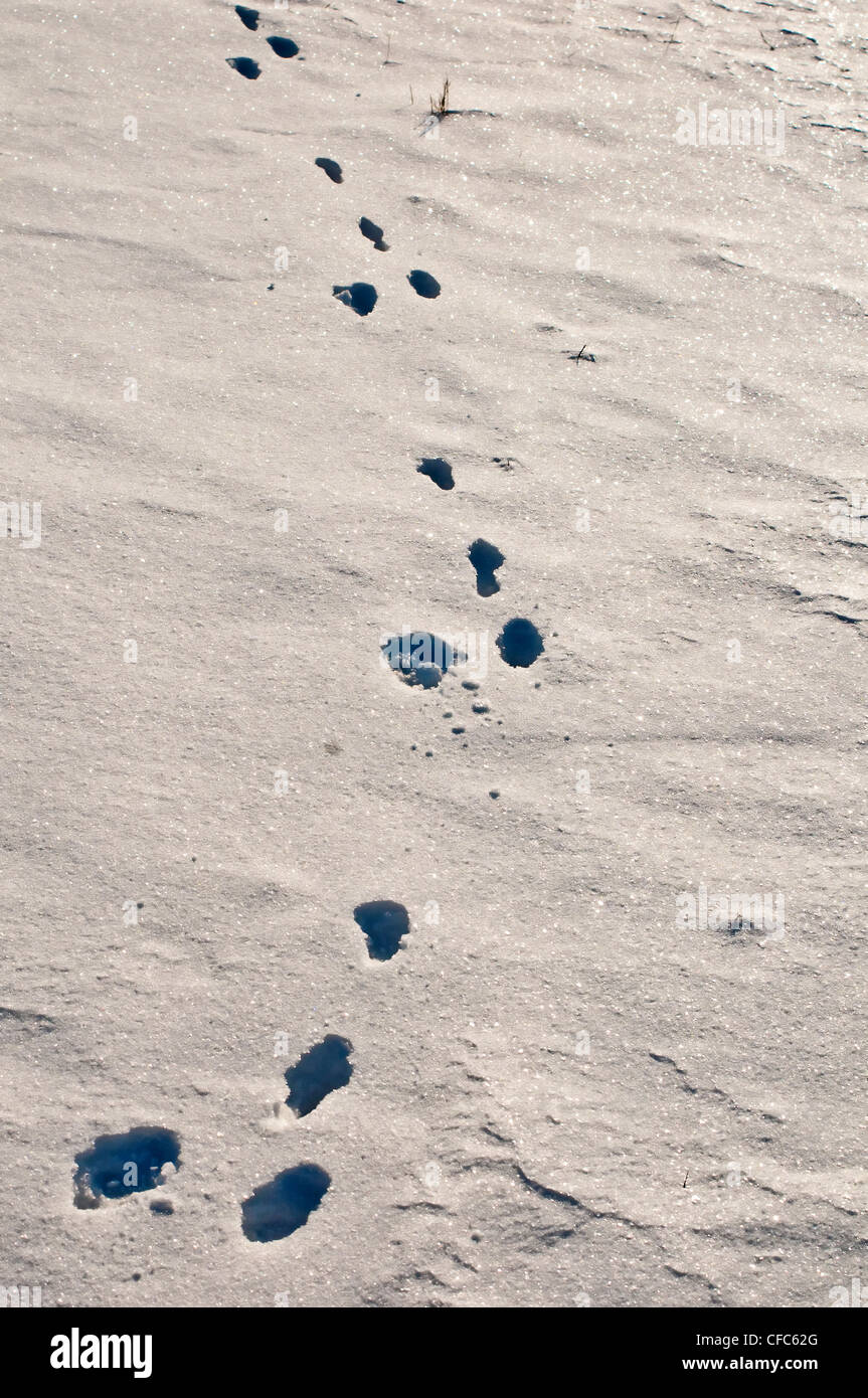 Rabbit track snow hi-res stock photography and images - Alamy