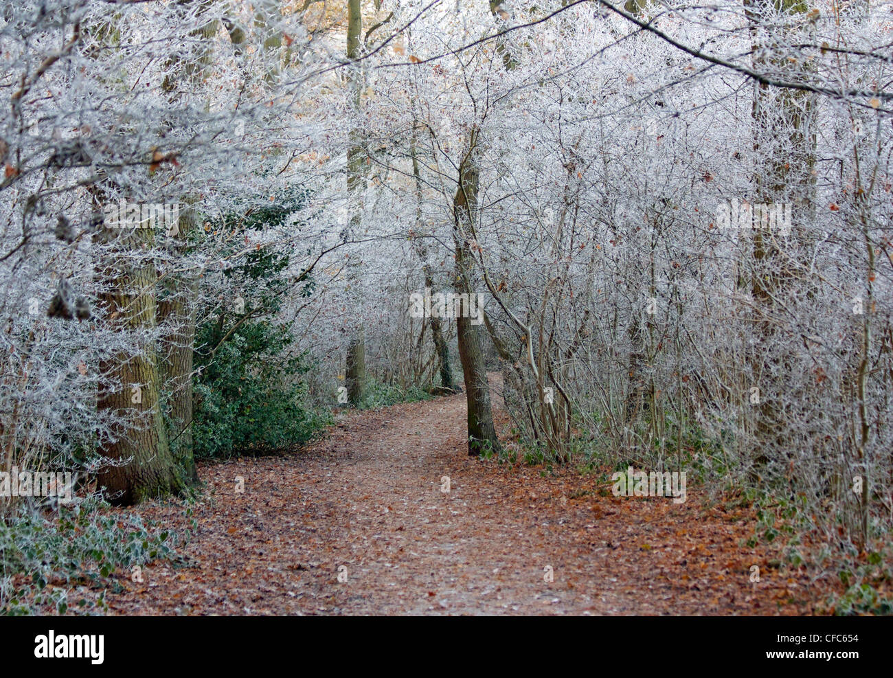 Winter woodland hi-res stock photography and images - Alamy