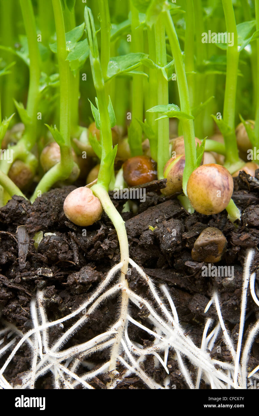 Bean sprouts ready harvesting root hi-res stock photography and images ...