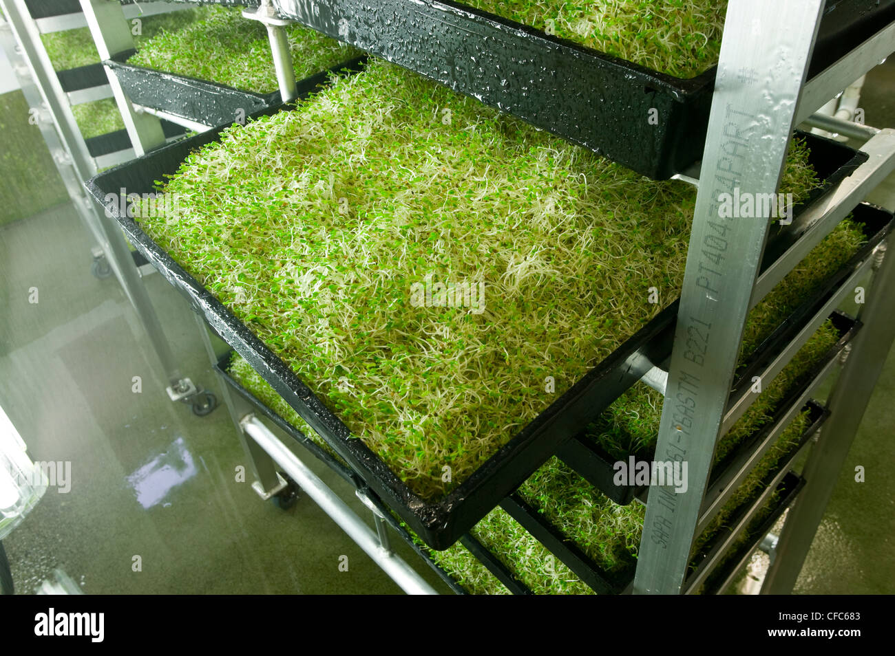 Freshly grown AlfalfSprouts trays await Stock Photo - Alamy