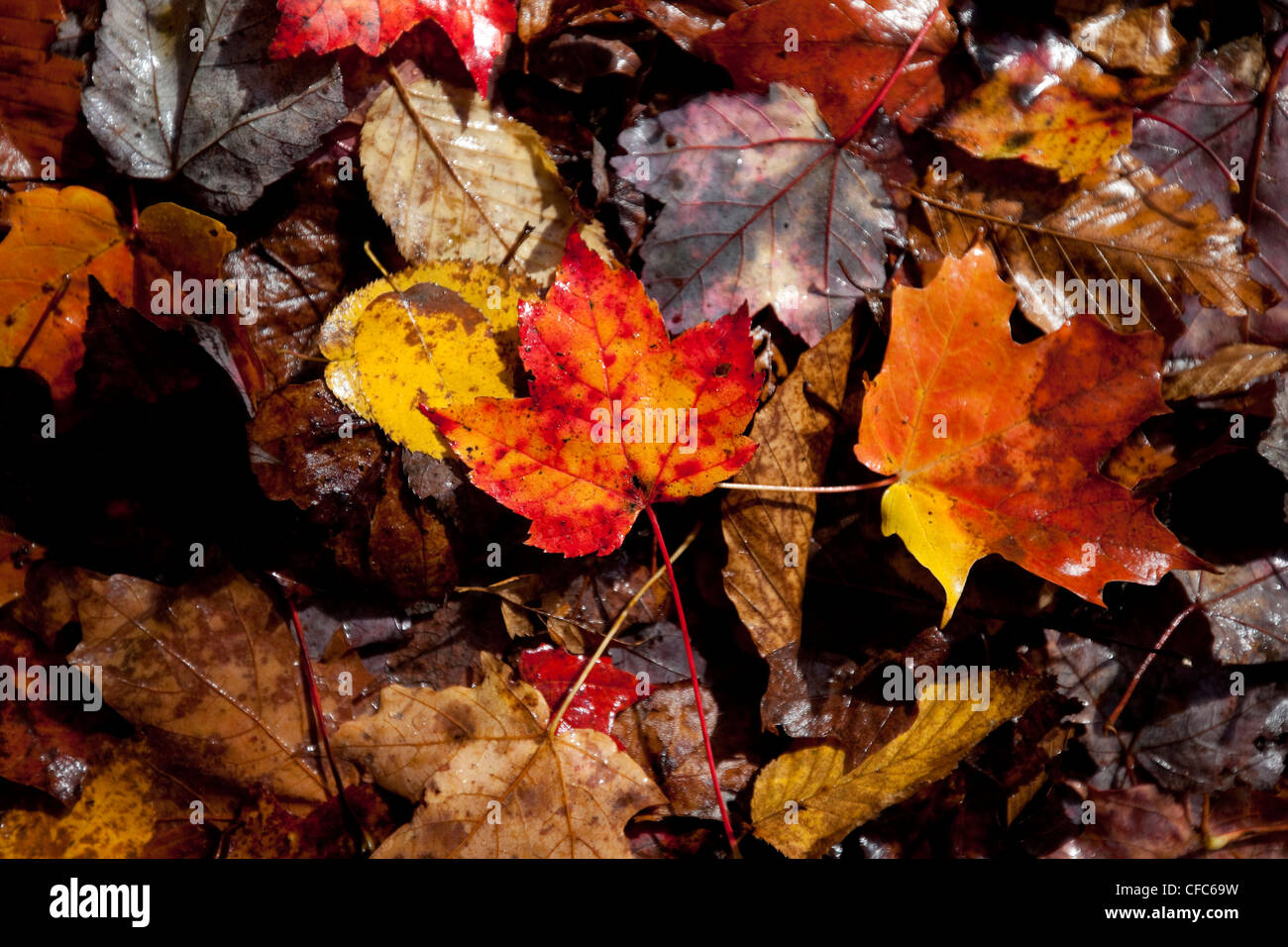 Coloured maple leaves hi-res stock photography and images - Alamy