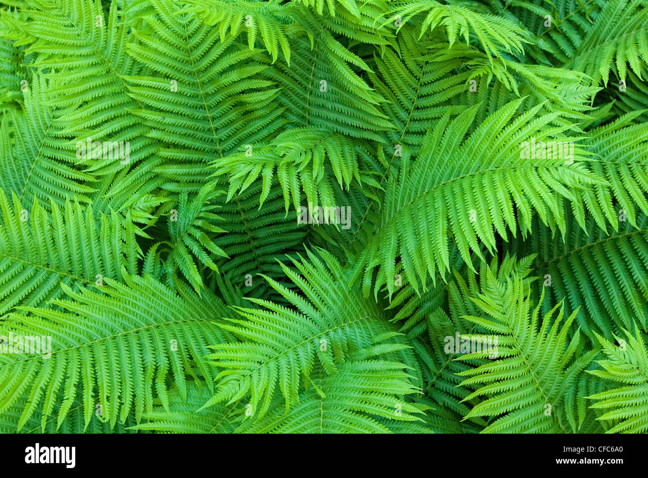 Ferns (Pteridophyta), northern British Columbia Stock Photo - Alamy
