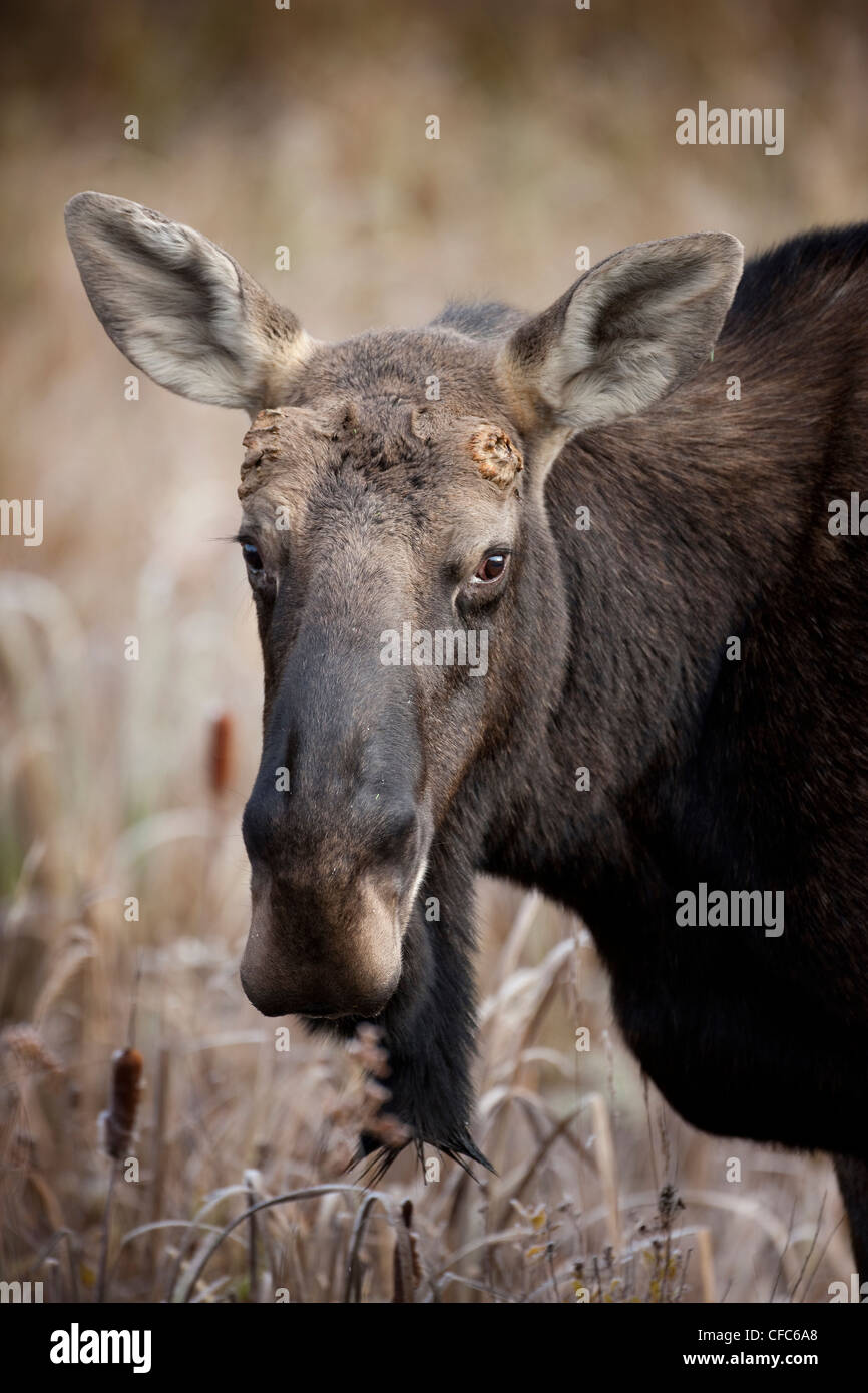 Rutting male hi-res stock photography and images - Alamy