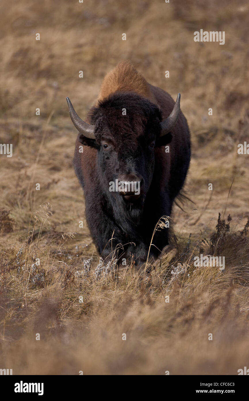 Front view of plains bison hi-res stock photography and images - Alamy