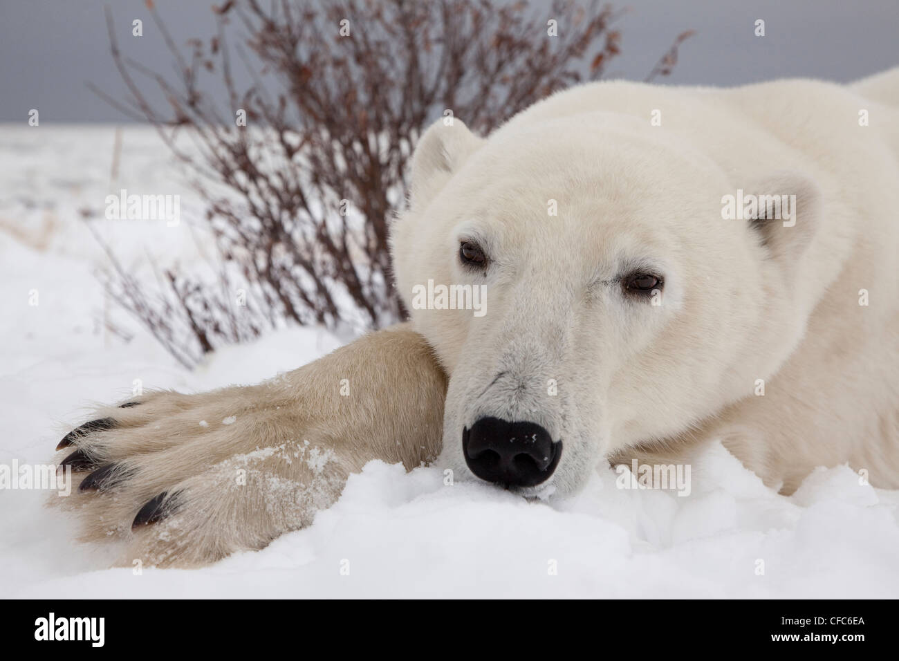 Polar bear laying down on a large ice pack in the Arctic Circle ...