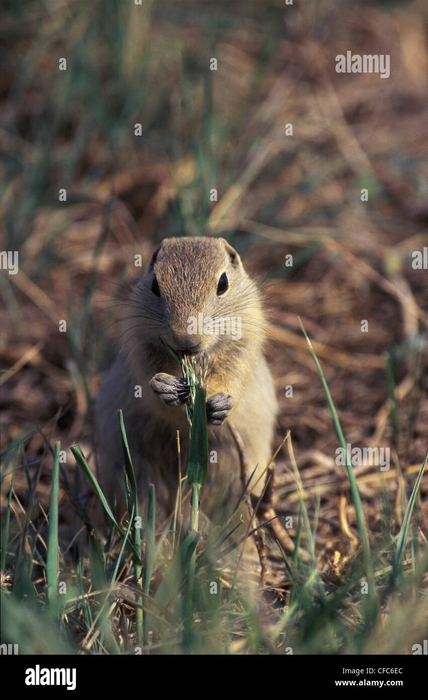 Gopher gophers ground squirrel hi-res stock photography and images - Alamy