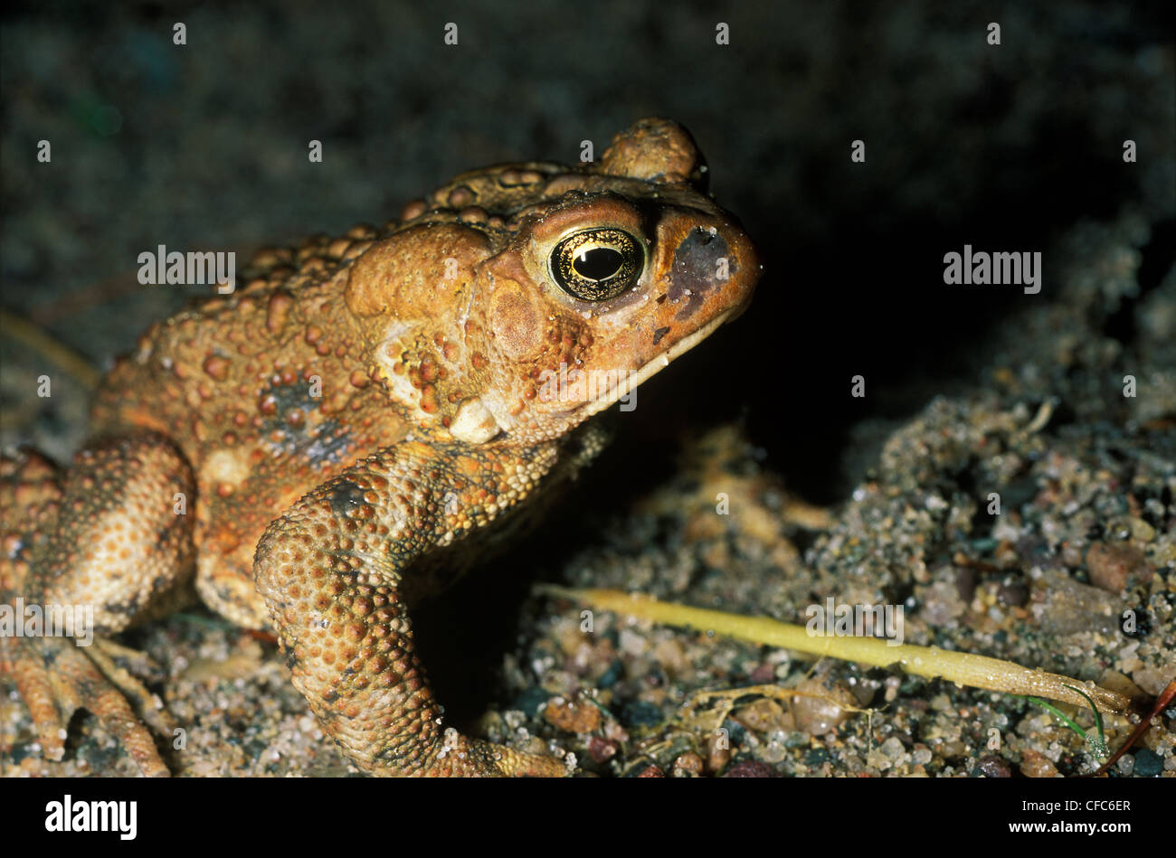 Eastern toads hi-res stock photography and images - Alamy