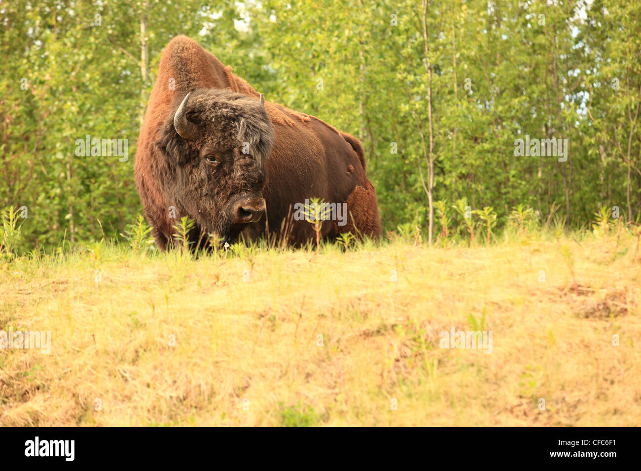 Bison along the Alaska highway, northern British Columbia, Canada Stock ...