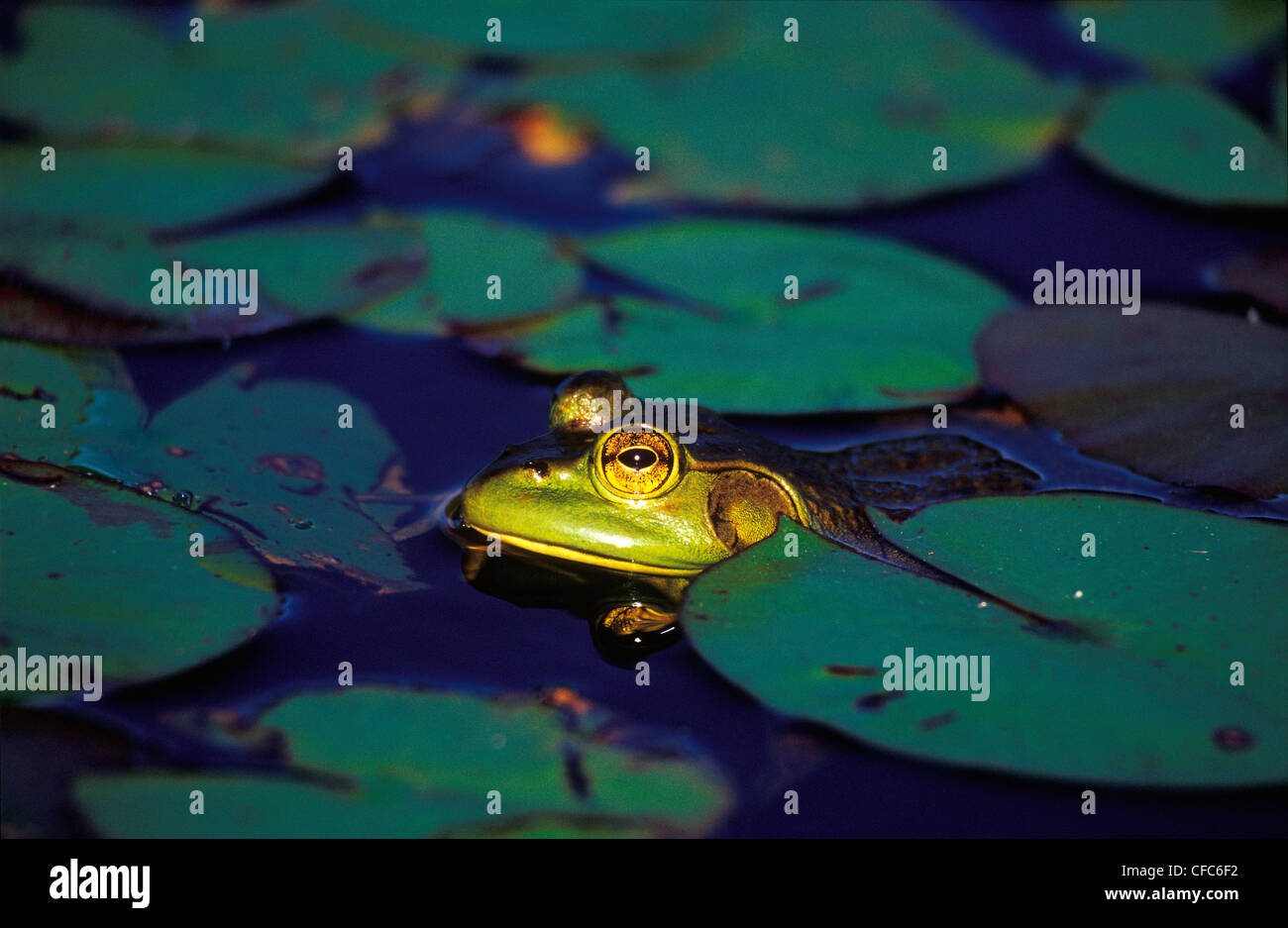 Bullfrog (Rana catesbeiana) amongst water lilies, Algonquin Provincial ...