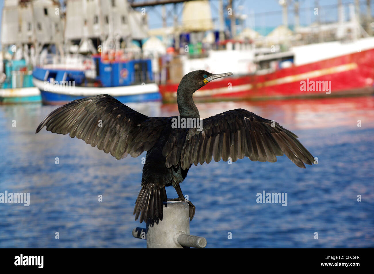 Bank cormorant phalacrocorax neglectus hi-res stock photography and ...