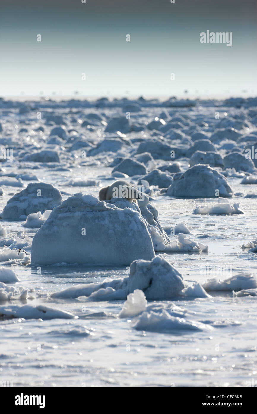Polar Bear Ursus maritimus laying down ice pillar Stock Photo - Alamy