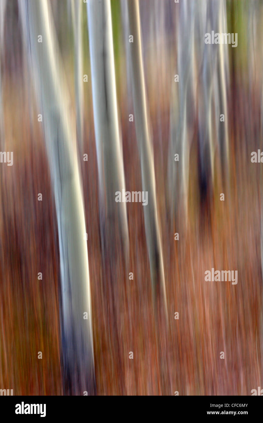 Artisitc view of popular trees using a vertical panning technique ...