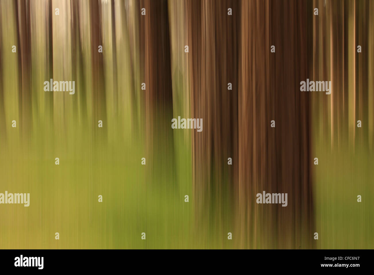 Artisitc view of spruce tree trunks using a vertical panning technique ...