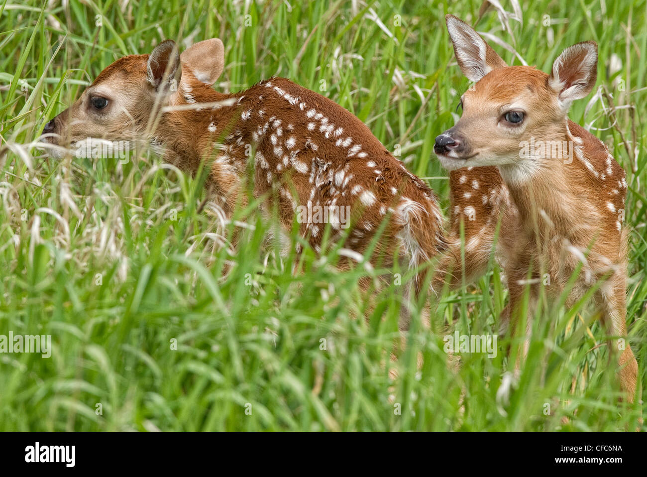 Fawn (Odocoileus hemionus) laying in grass waiting for their mother to ...