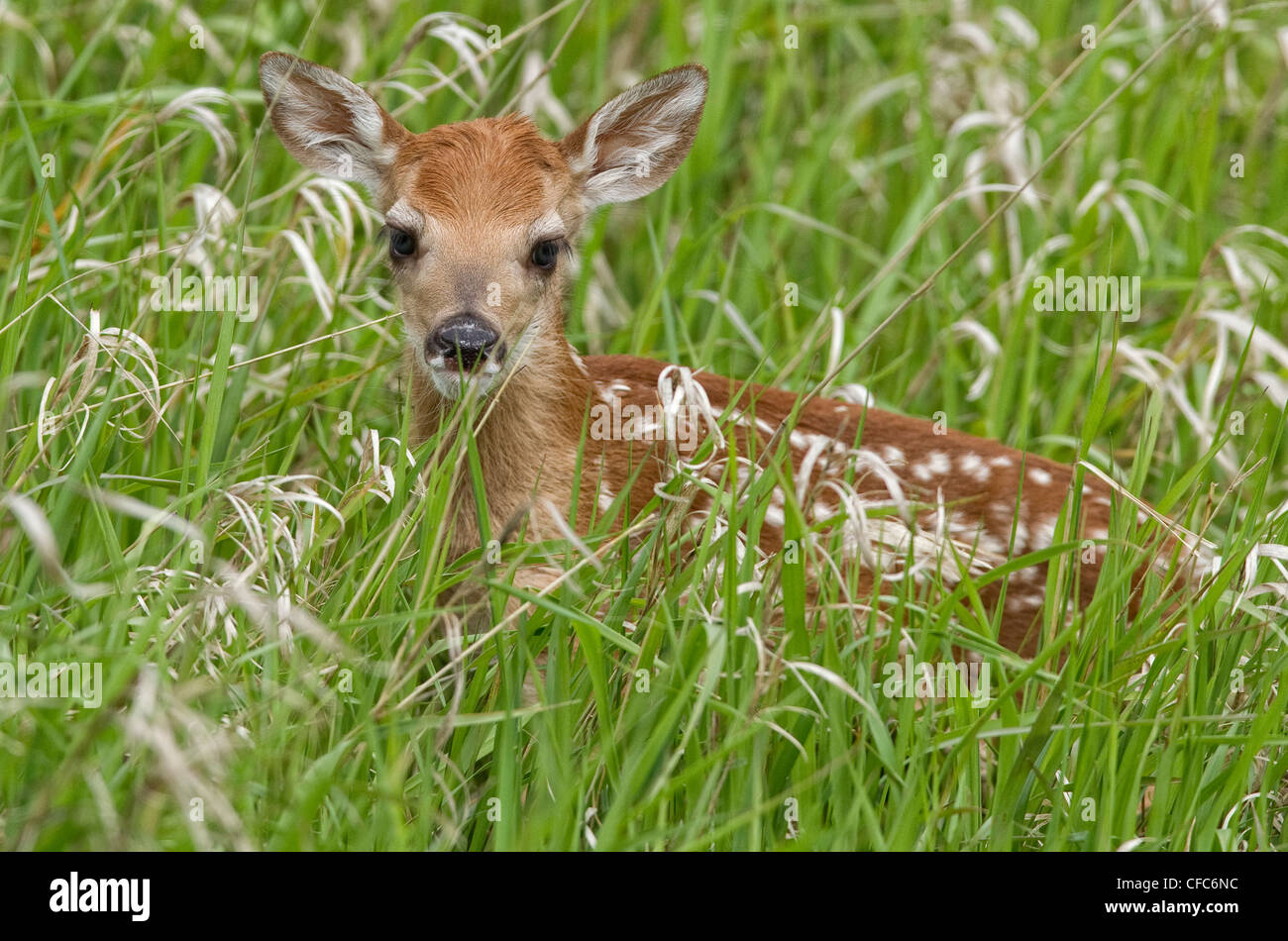 Fawn (Odocoileus hemionus) laying in grass waiting for their mother to ...