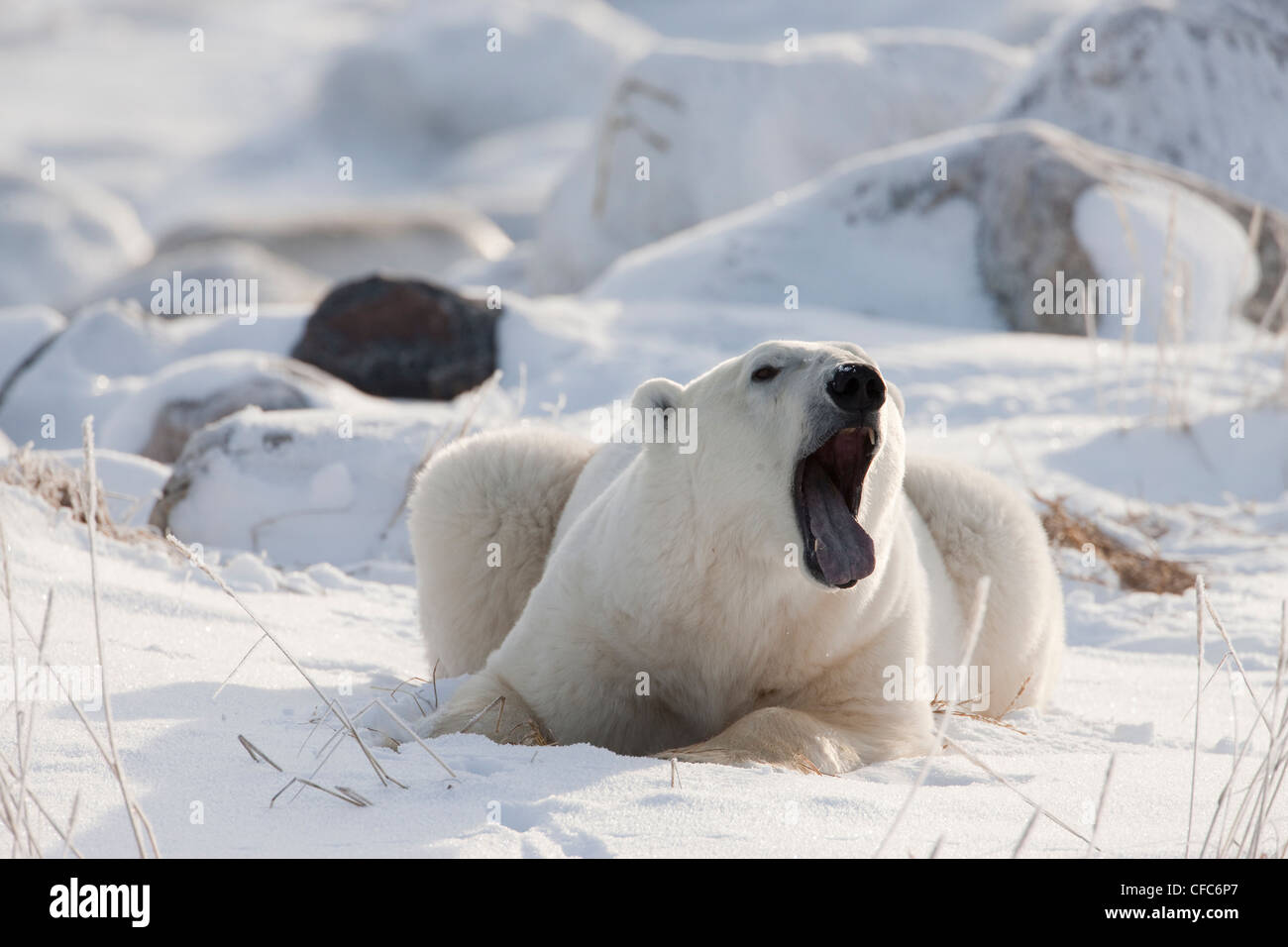 Black Bear Laying Down High Resolution Stock Photography and Images - Alamy