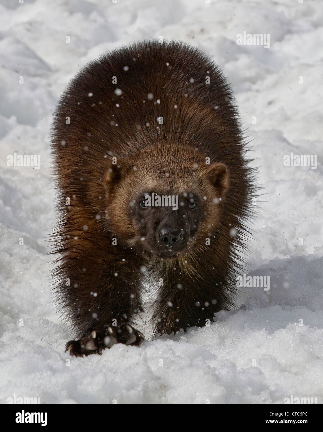 Wolverine glutton carcajou gulo gulo hi-res stock photography and ...