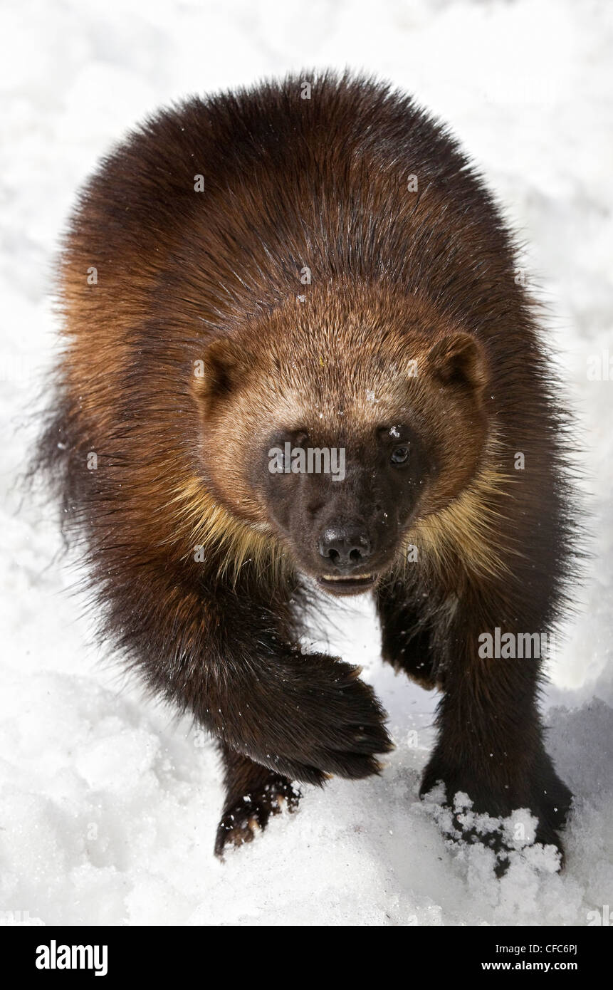 Wolverine glutton carcajou gulo gulo hi-res stock photography and ... Wolverine glutton carcajou gulo gulo hi-res stock photography and ...
