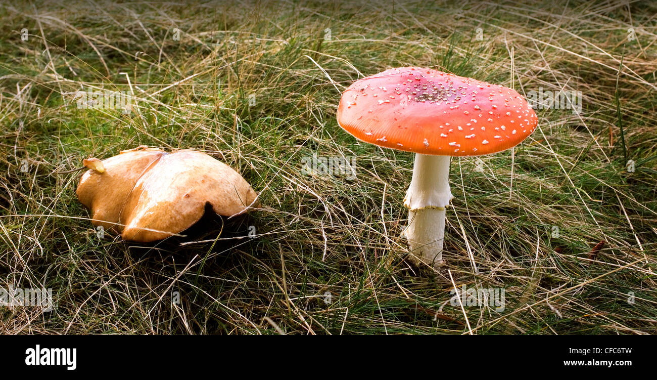 Mushrooms and toadstools hi-res stock photography and images - Alamy