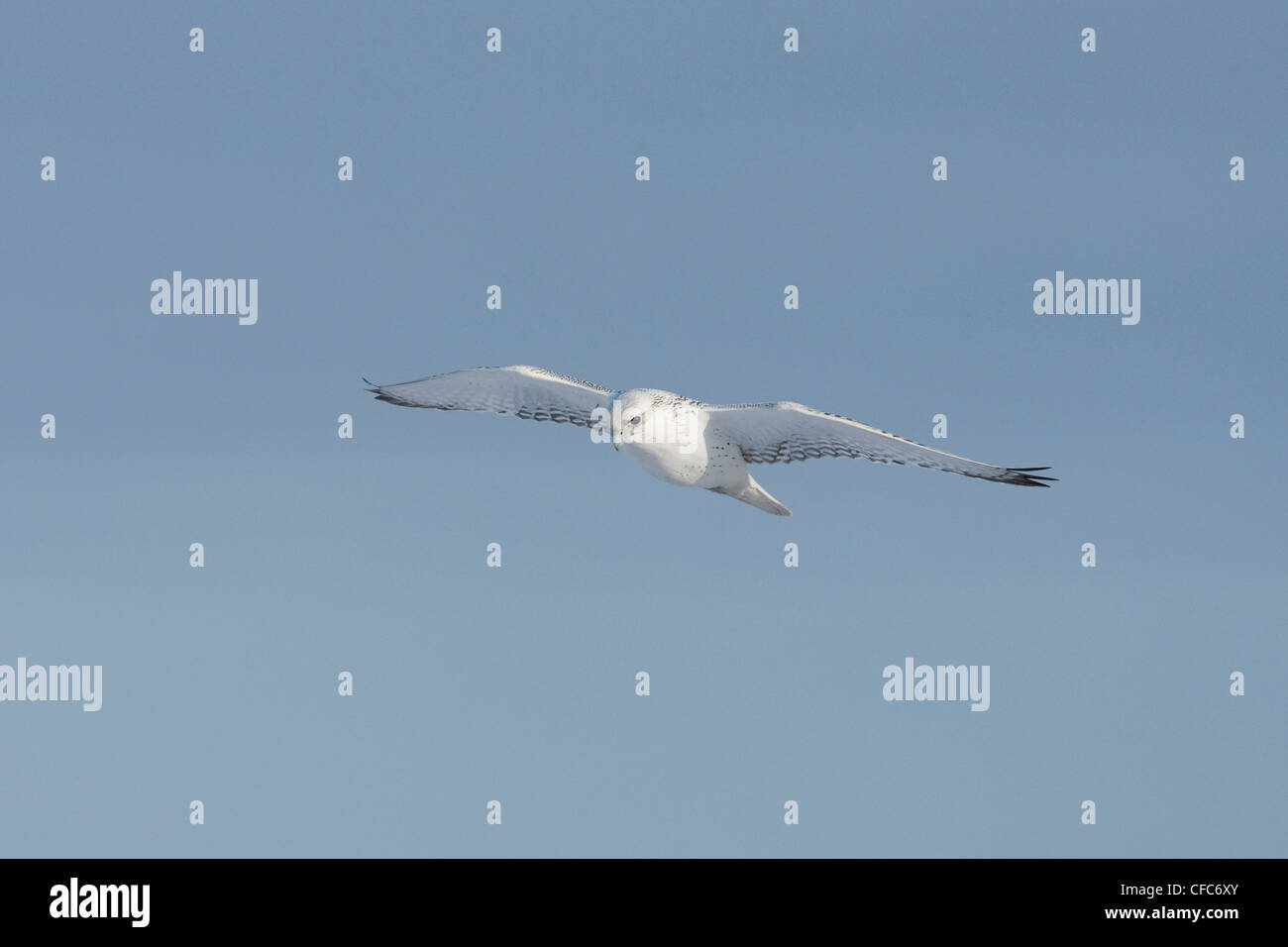 Morph into nature hi-res stock photography and images - Alamy