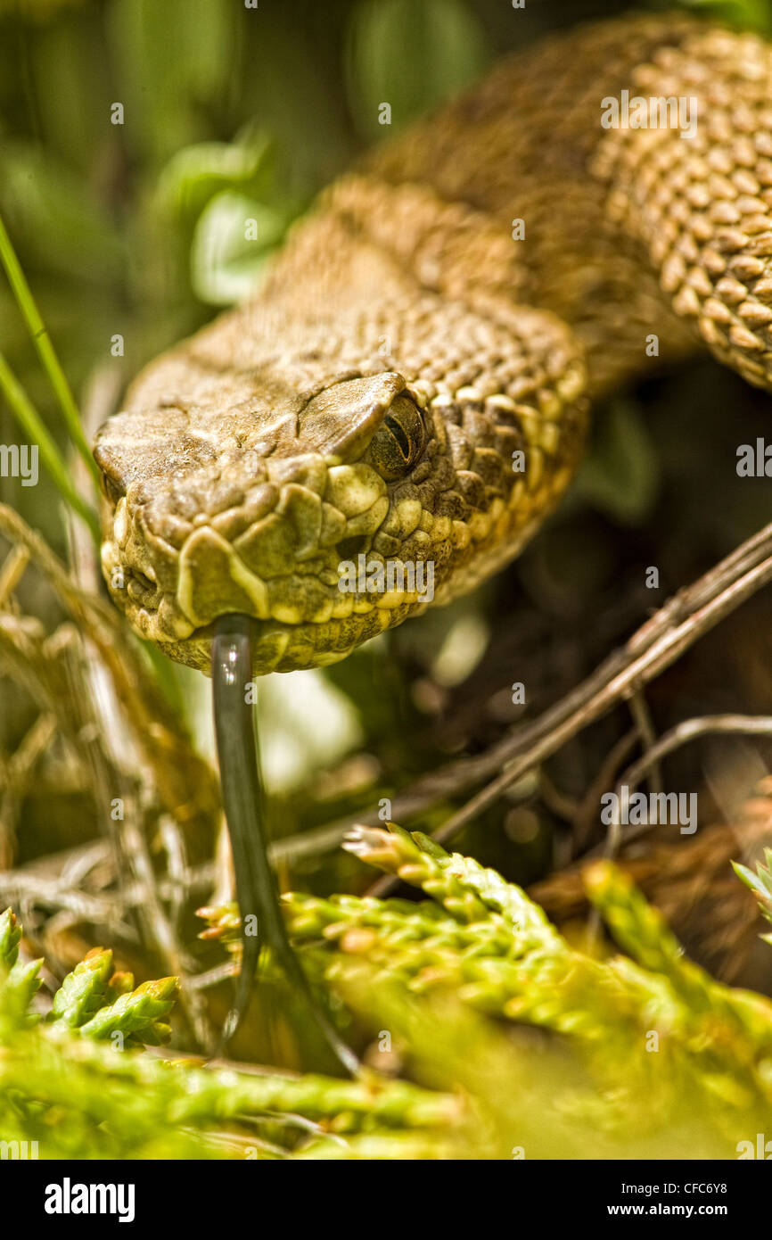 Prairie rattlesnake, Grasslands National Park, Saskatchewan Stock Photo ...