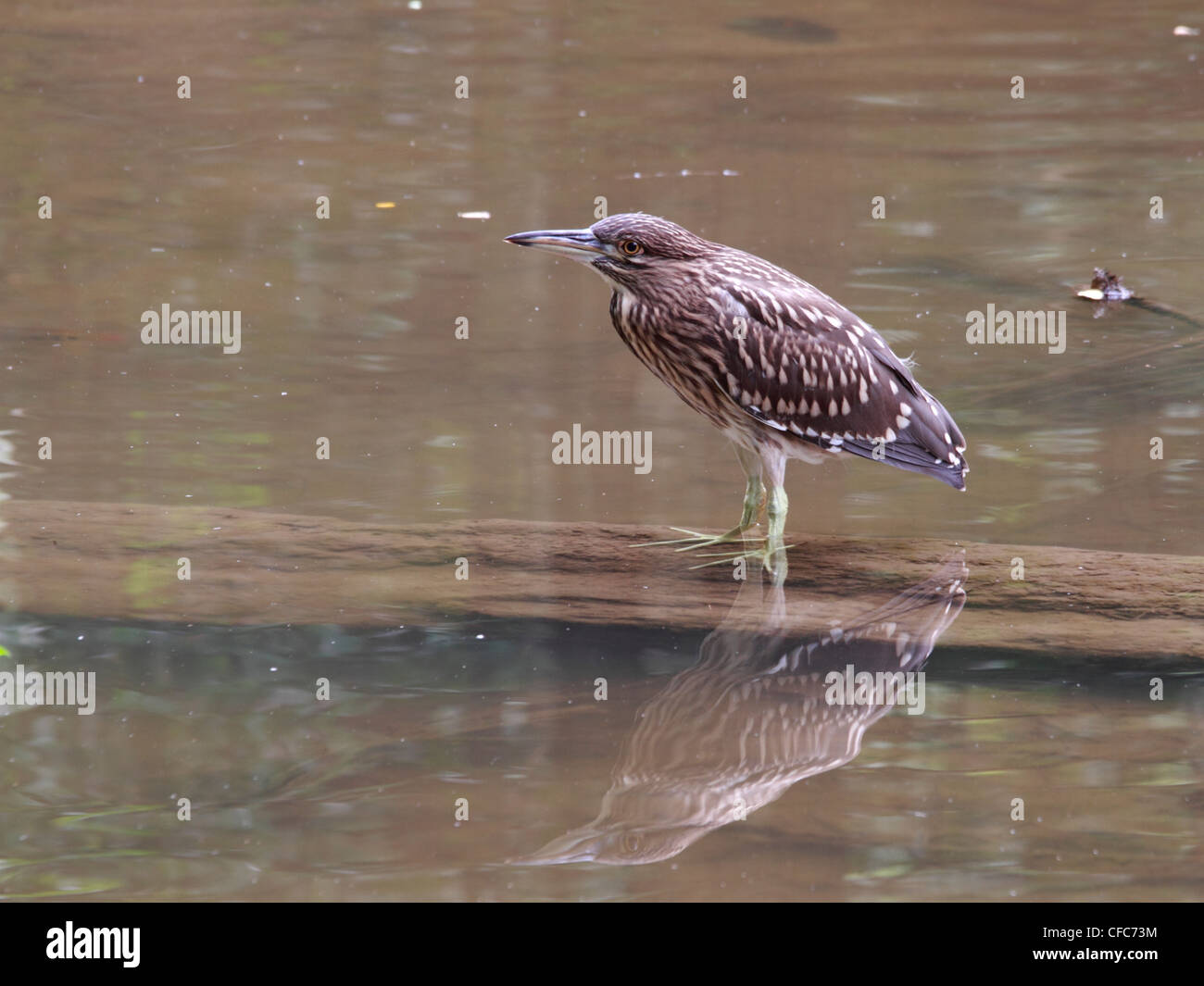 Chinese Pond Heron Stock Photo - Alamy
