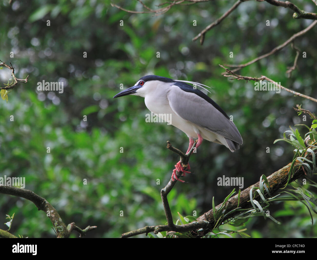 Black-crowned Night Heron (Nycticorax nycticorax Stock Photo - Alamy