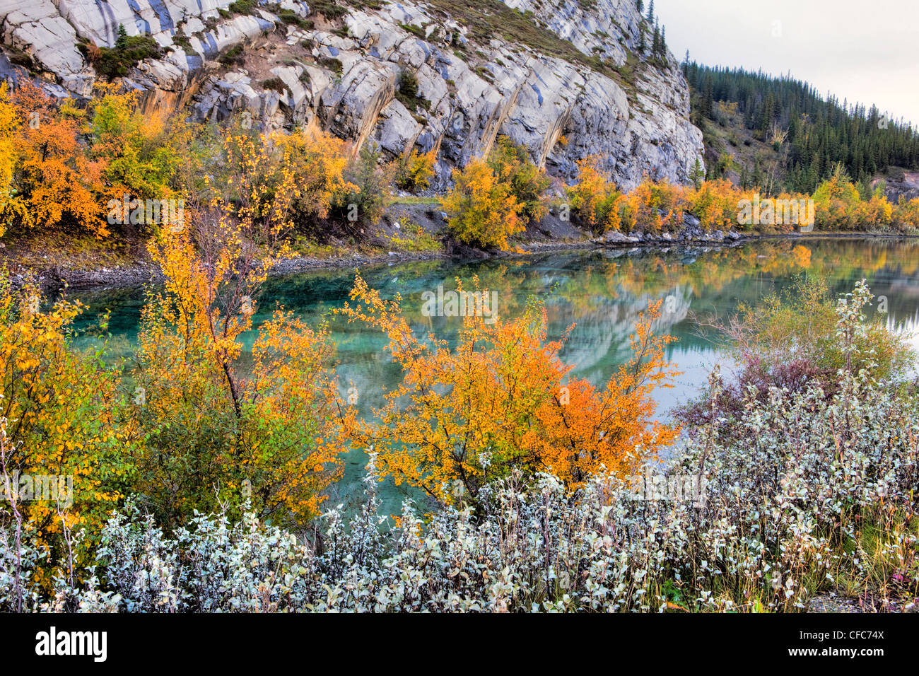 Bushes around Mountain Lake, Miette Range, Jasper National Park ...