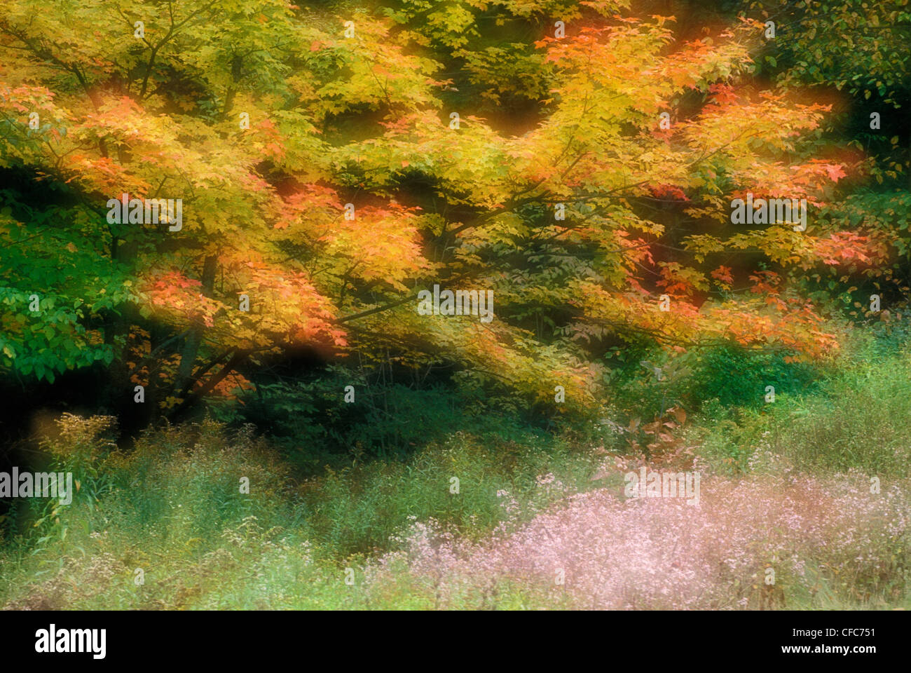 Maple Tree in Autumn and Flowering Asters, Gatineau Park Quebec, Canada ...