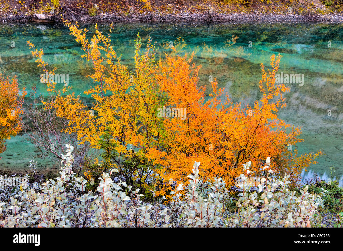 Bushes around Mountain Lake, Miette Range, Jasper National Park ...