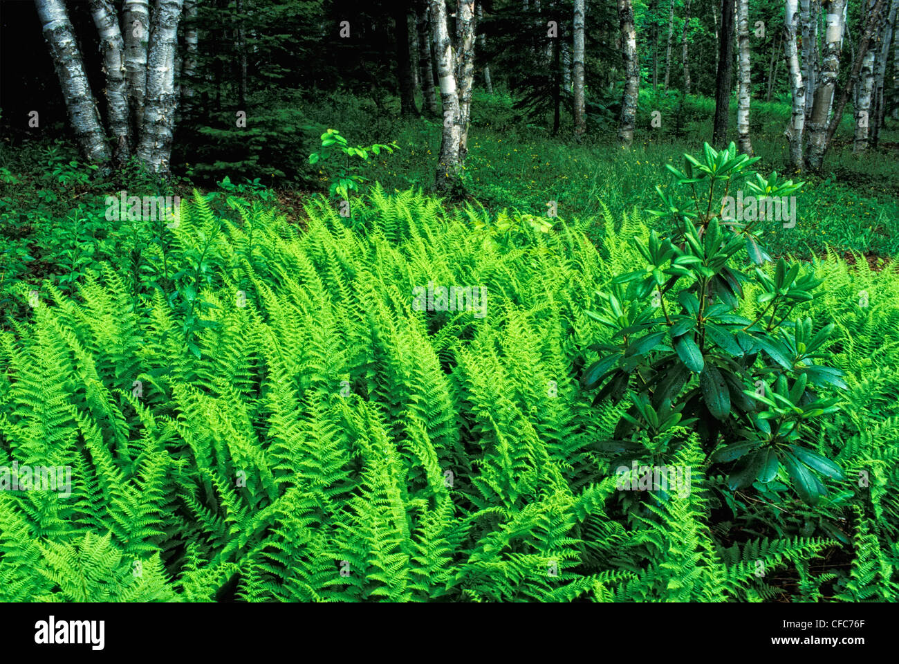 Forest in spring, Kingston, New Brunswick, Canada Stock Photo - Alamy