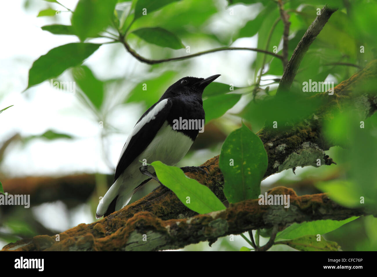 Black white magpie bird hi-res stock photography and images - Alamy